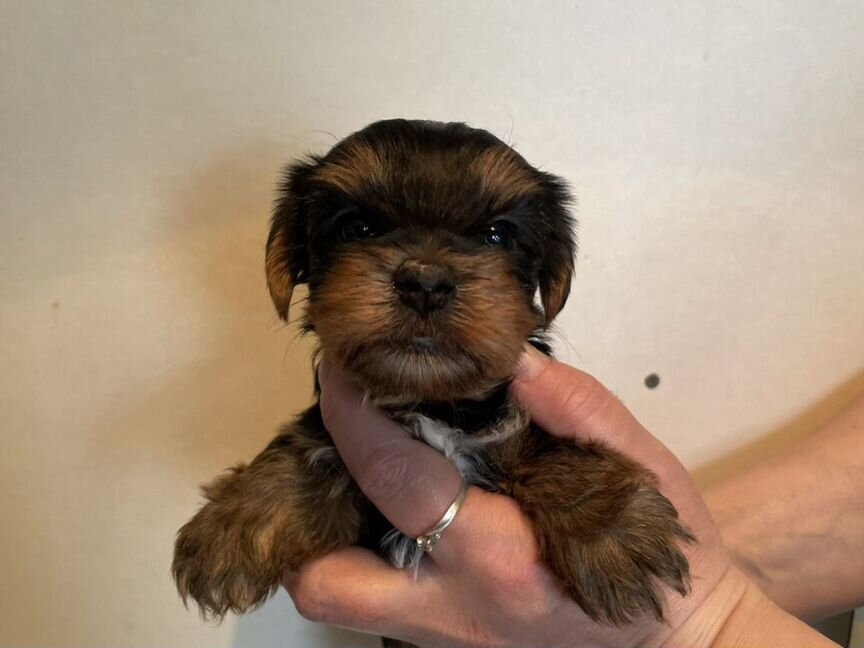 Йоркширский терьер щенки стандарт