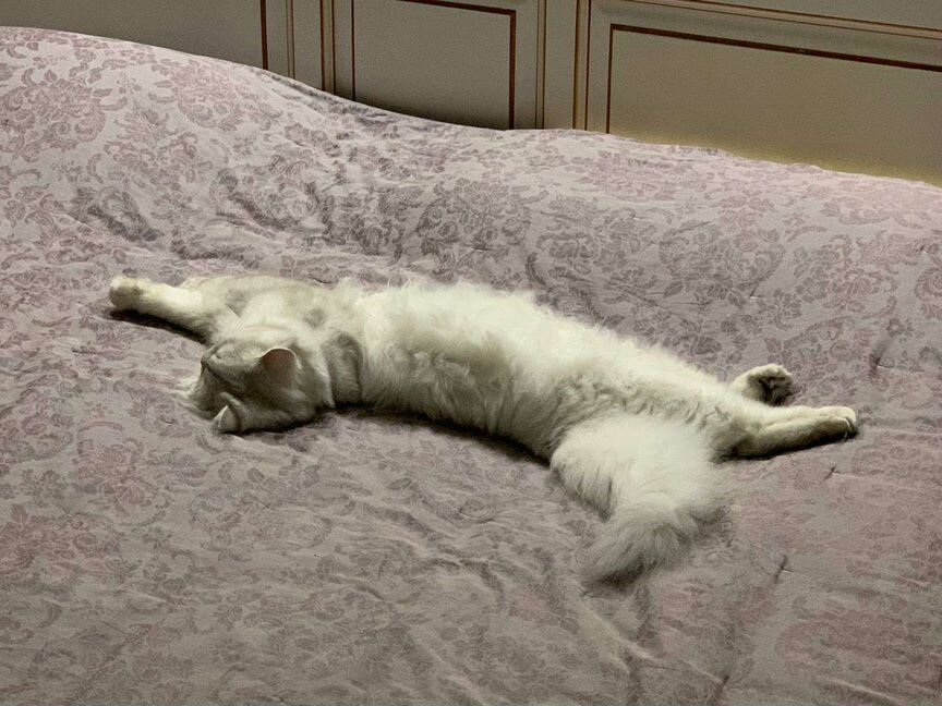 Кот на вязку