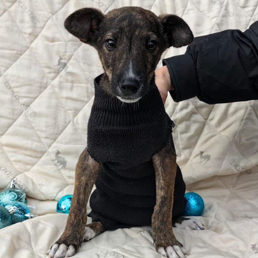 Щенок в добрые руки