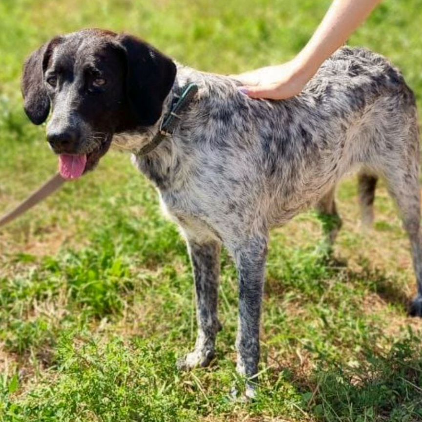 Дратхаар фенотип из приюта