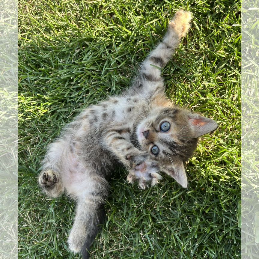 Котенок девочка в добрые руки