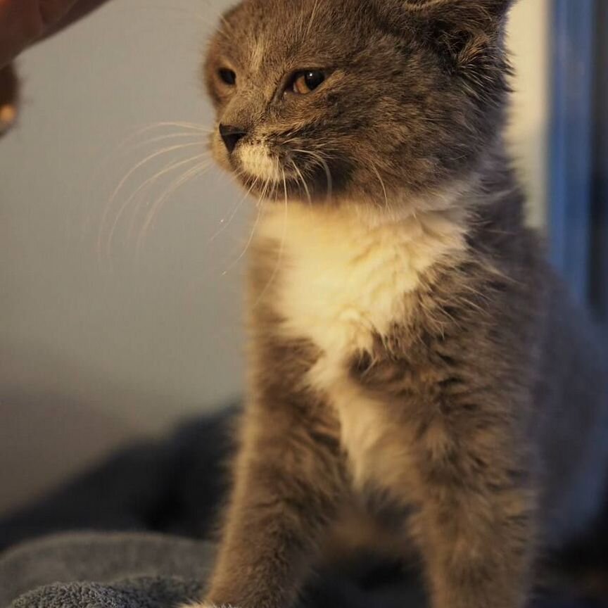 Котенок Туманчик ищет семью