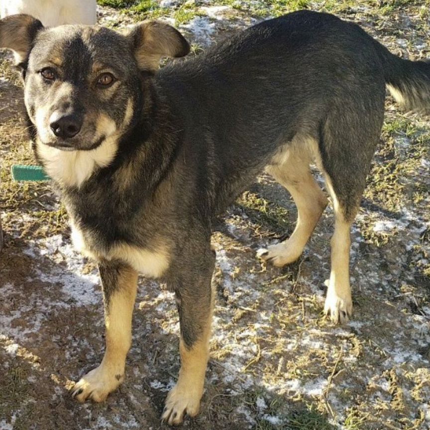 Собака в добрые руки