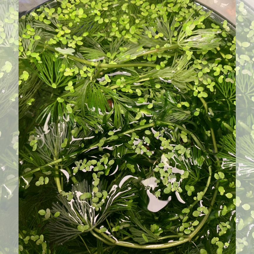 Прополка растений микс