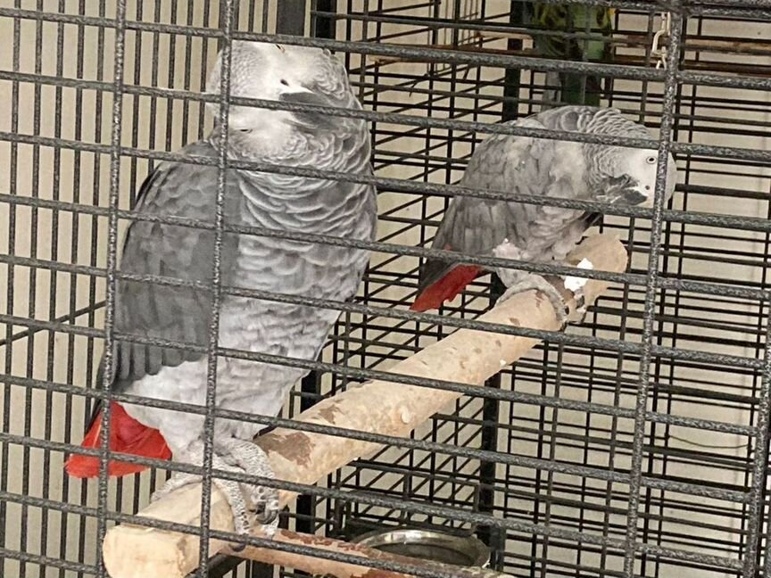 Продам рабочую пару попугаев