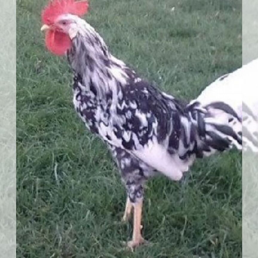 Петухи 7 месяцев легрон мраморный