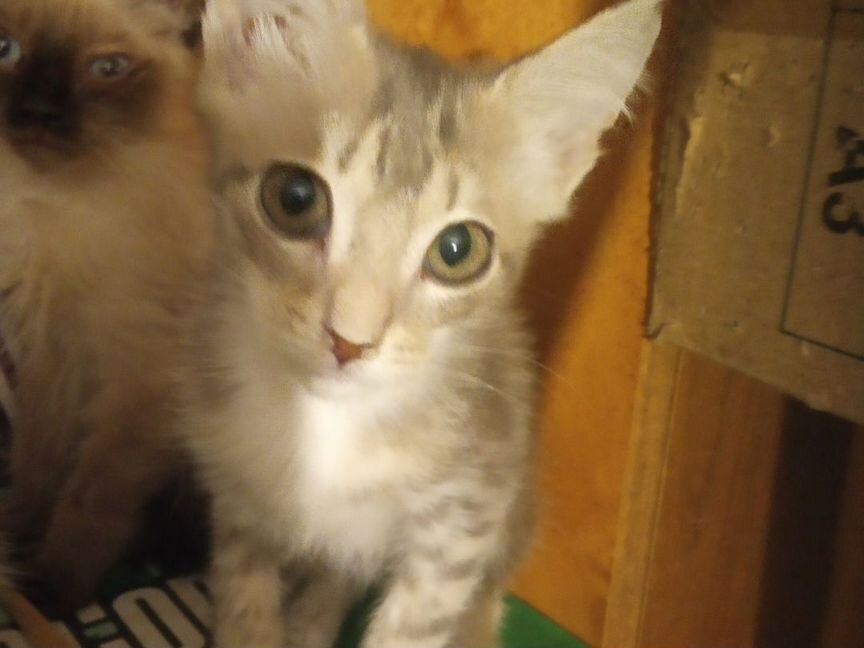 Сибирские котята