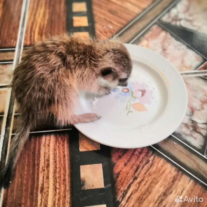 Сурикат, 3 недели