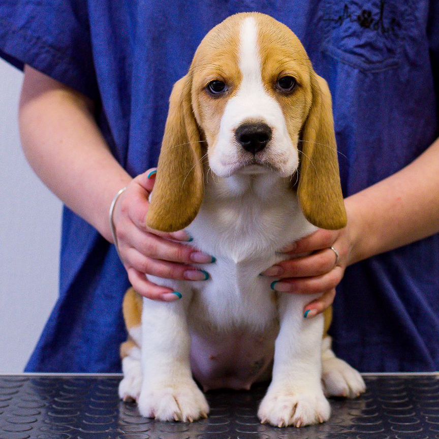 Бигль, щенок