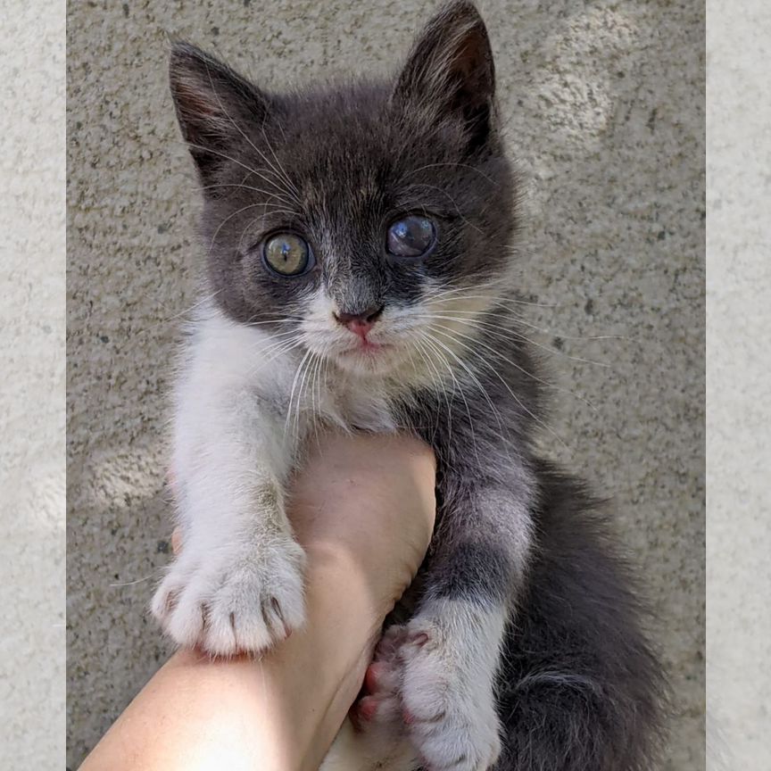 Котенок, который умеет гавкать