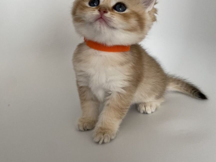 Котенок золотая шиншилла