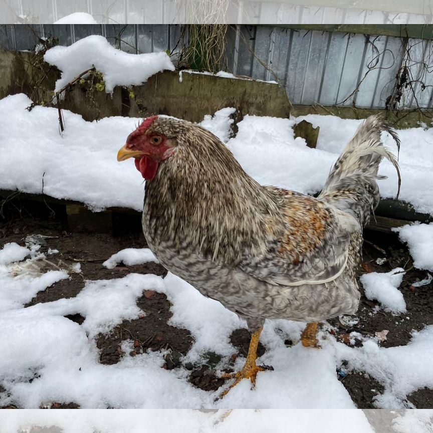 Петух (8 месяцев)