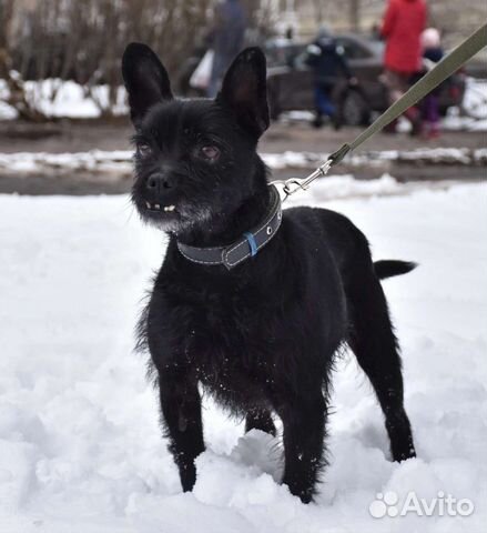 Любимчик Пашка