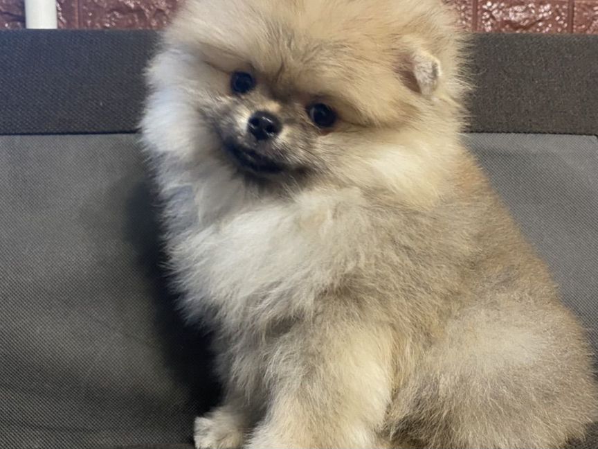 Померанский шпиц мальчик мишка с док