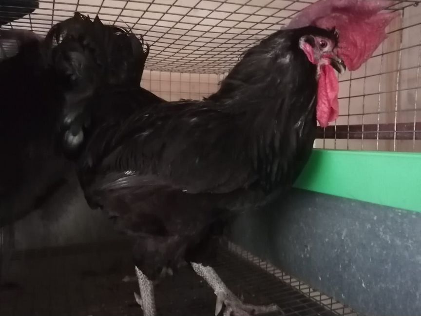 Петух Ухей илюй