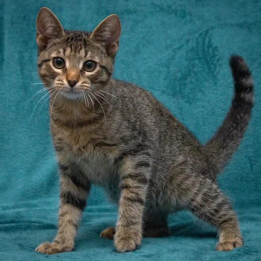 Котенок Бисквит