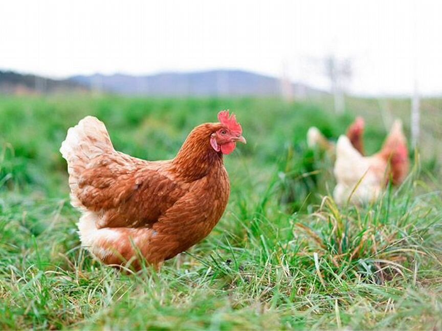 Куры несушки 9 мес