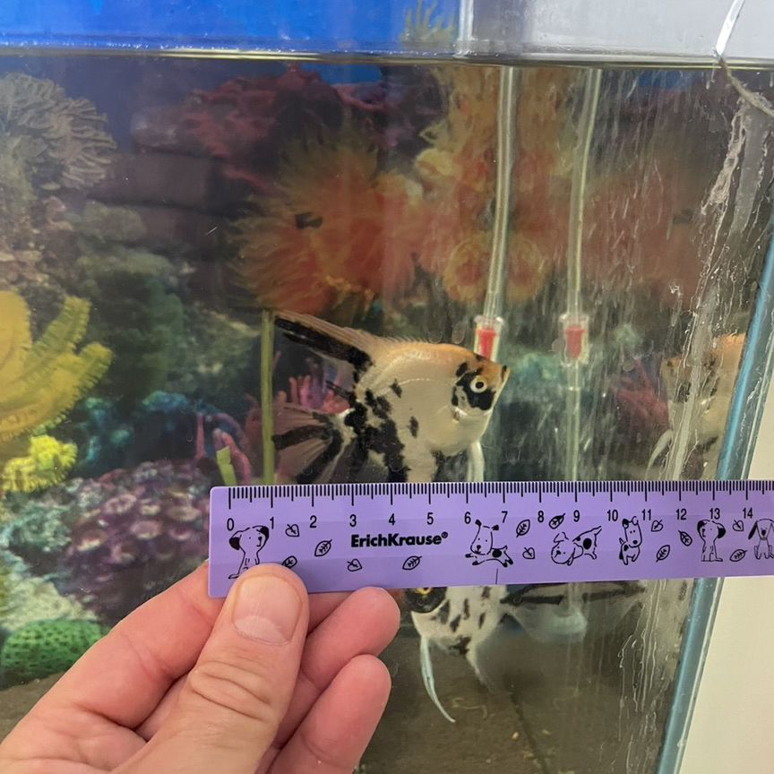 Пара скалярий