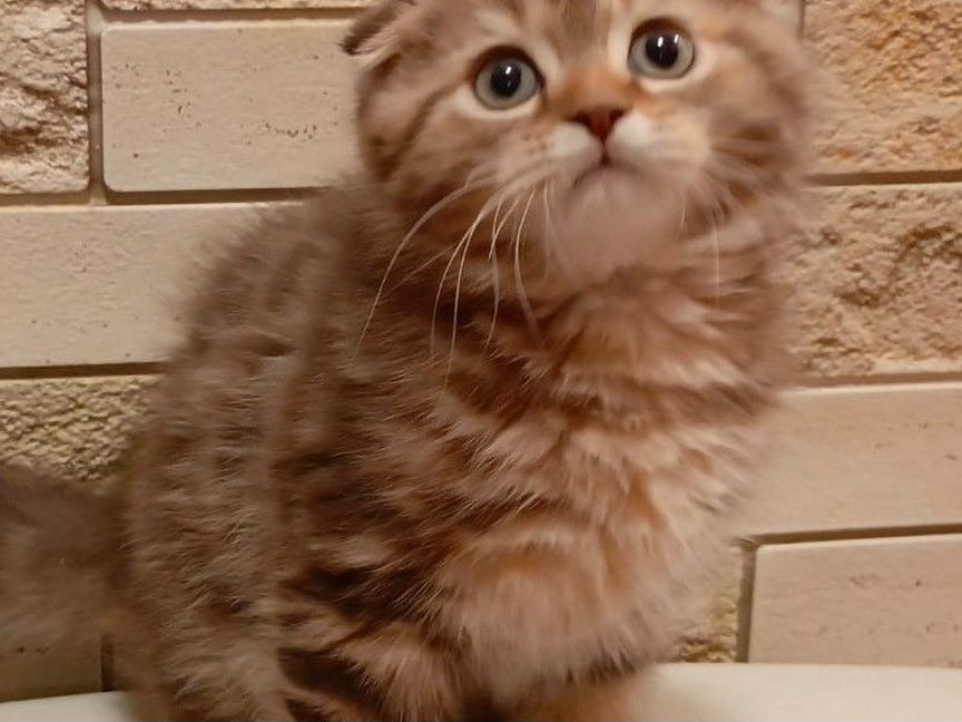 Шоколадный котик