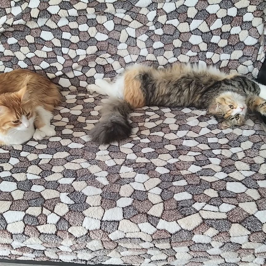 Кошки