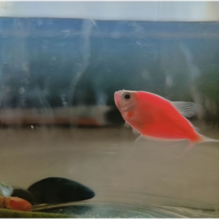 Отдам рыбку тернецию