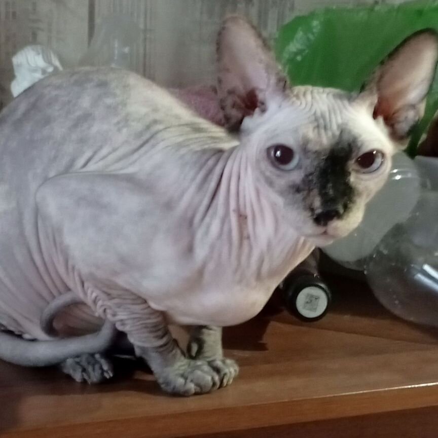 Канадский сфинкс, взрослая кошка