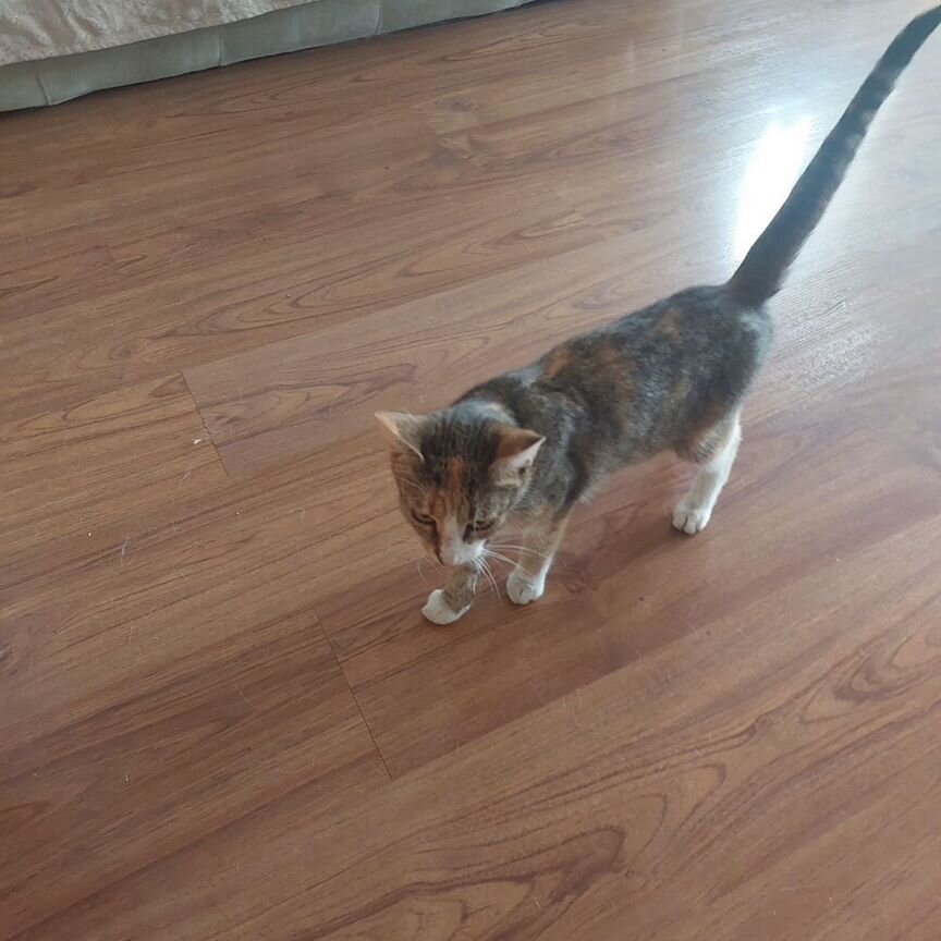 Пристраивается в добрые руки молодая Муся