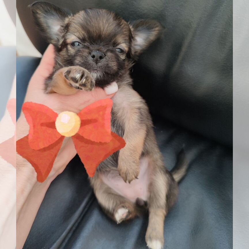 Щенки чихуахуа длинношерстная девочки