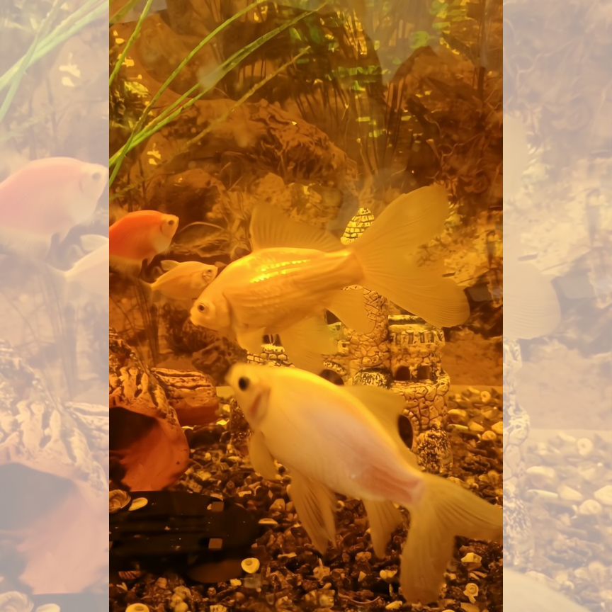 Аквариумные рыбки