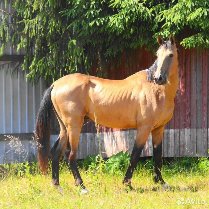 Ахалтекинский жеребец