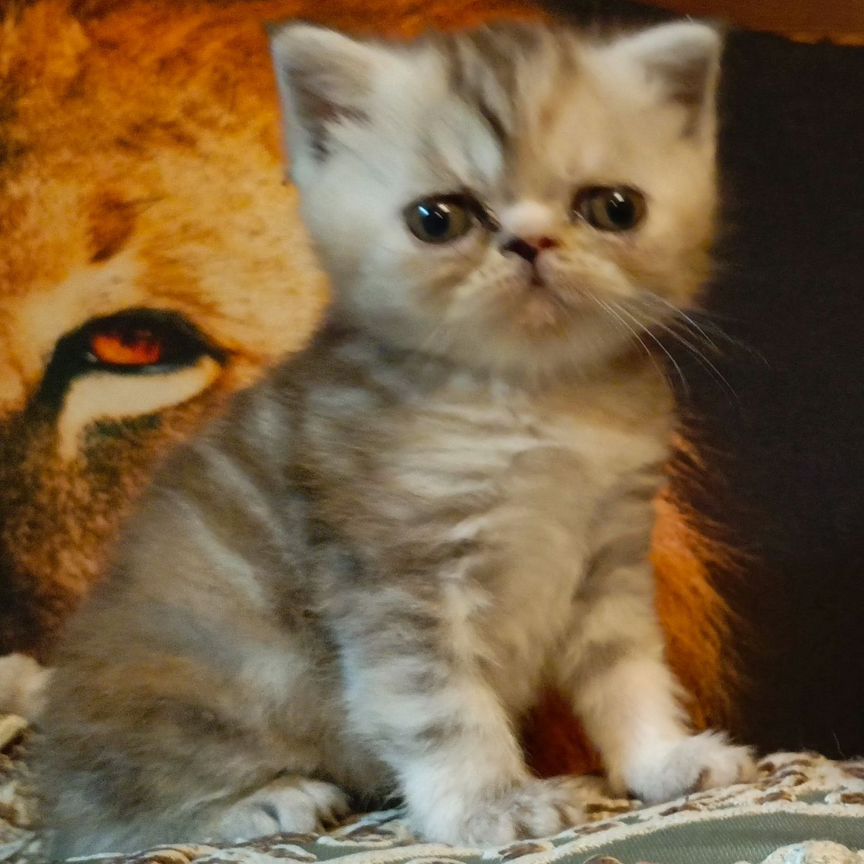 Экзотические котята