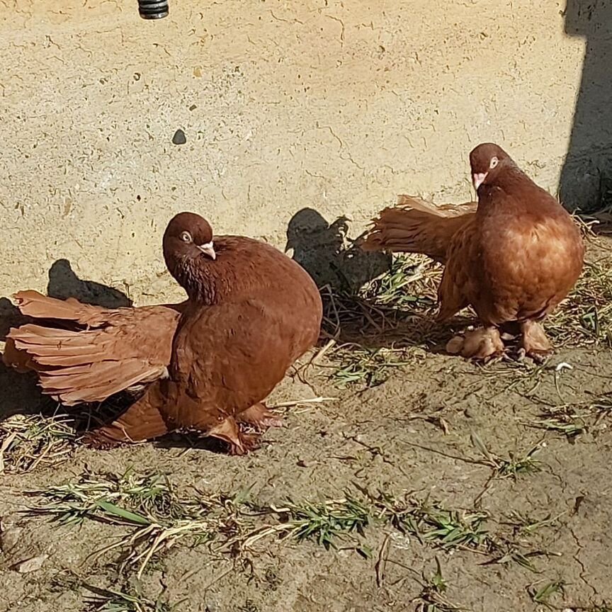 Продажа голубей