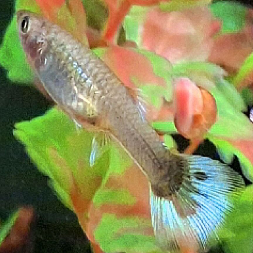 Мальки гуппи. Детский сад)