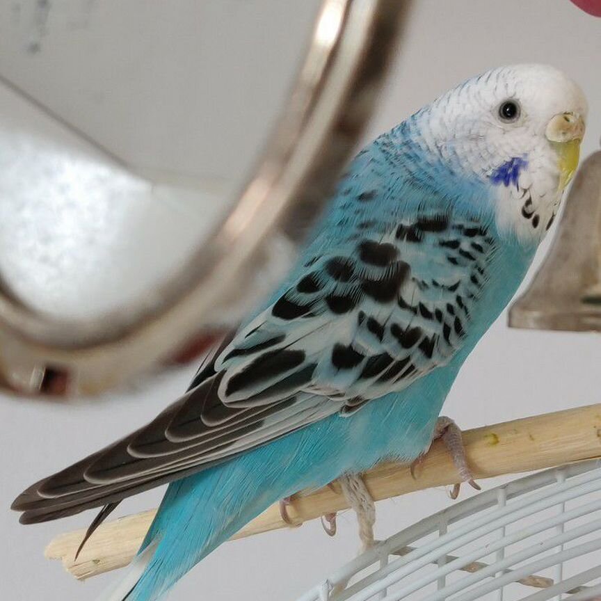 Волнистый Попугай девочка