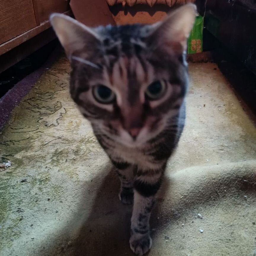 Кошки в добрые руки бесплатно