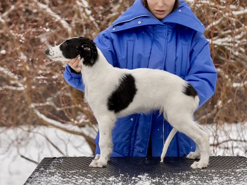 Русская псовая борзая мальчик 2 мес