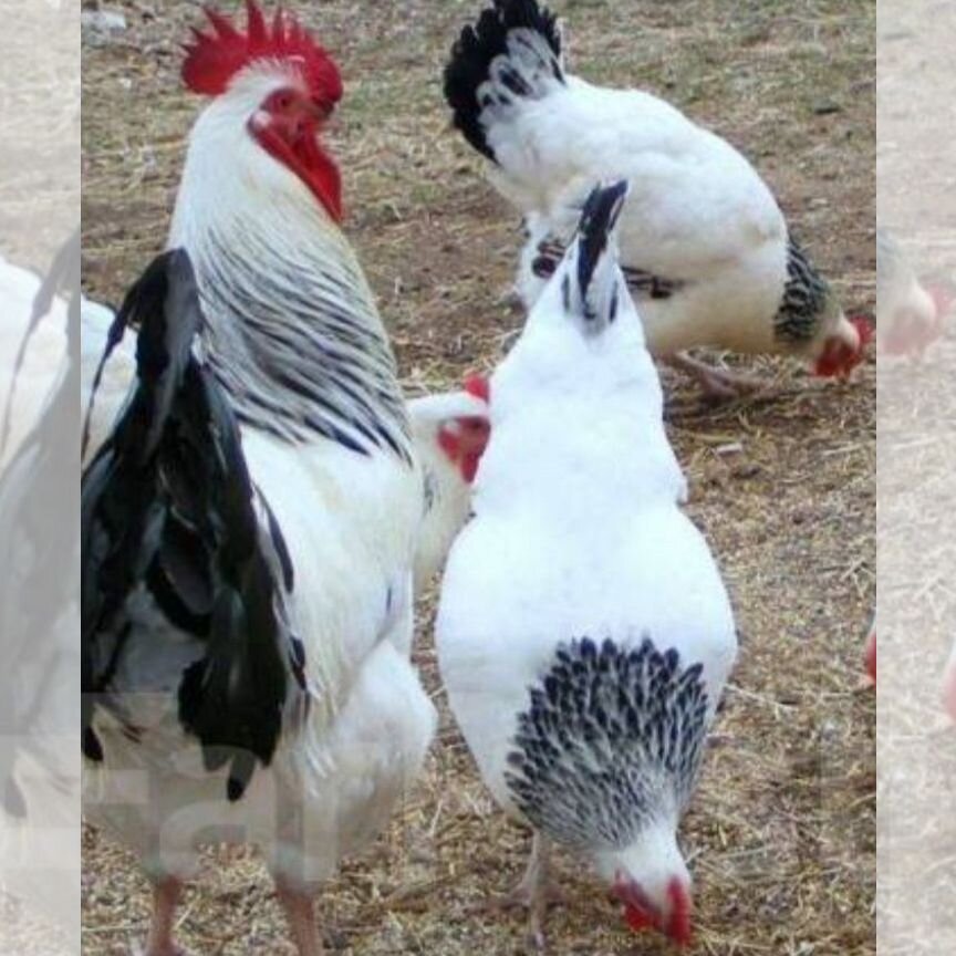 Куры адлерская серебристая"