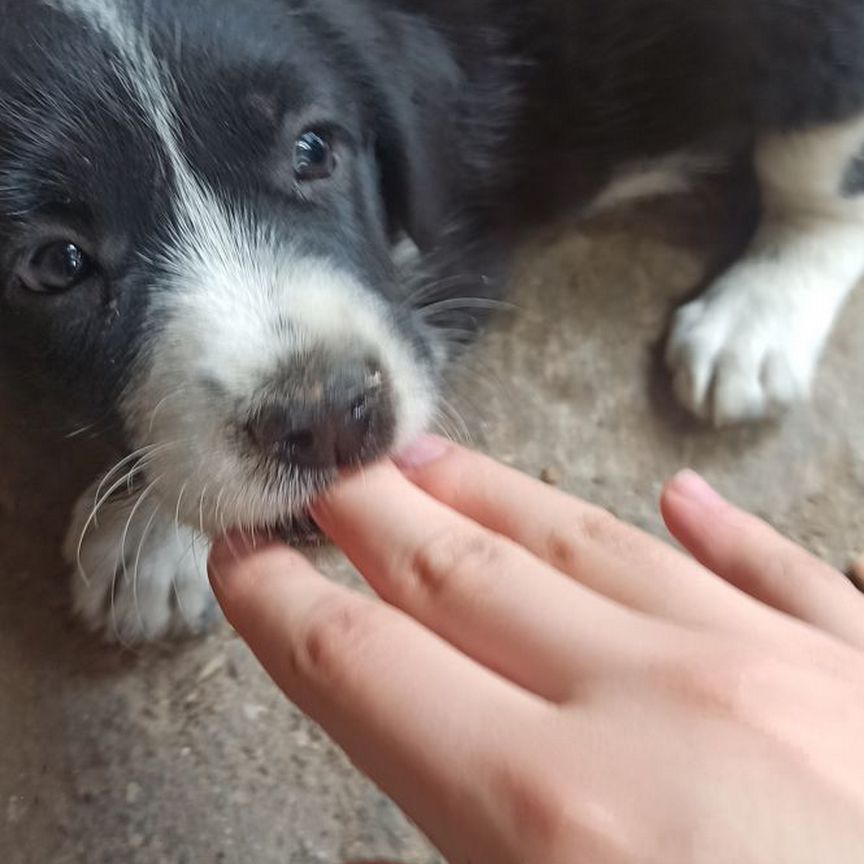 Щенки ищут дом. Щенки в добрые руки