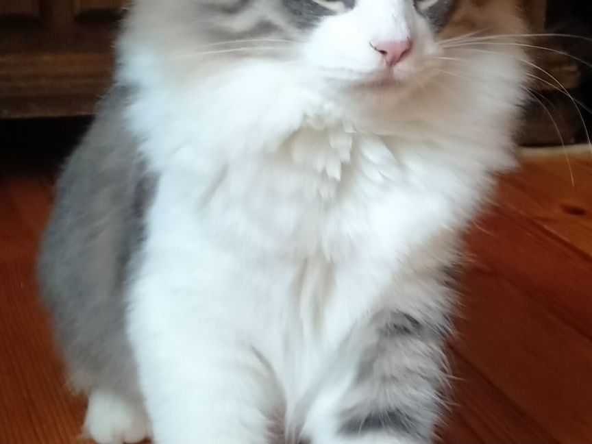 Котята норвежская лесная