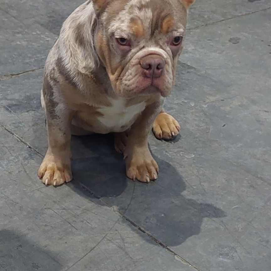 Французский бульдог, щенок