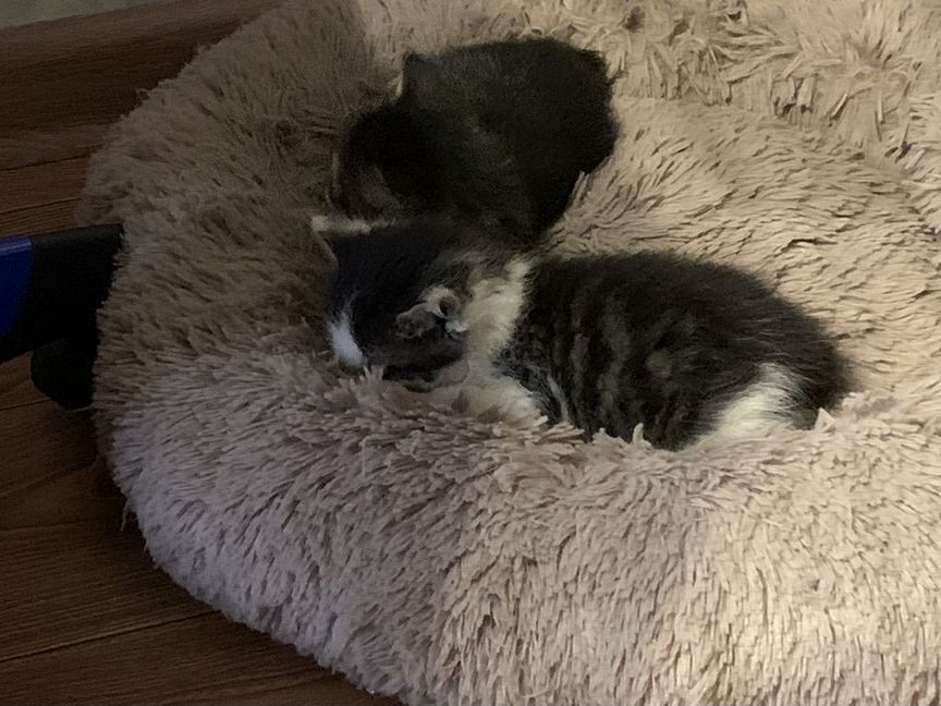 Кошка в дар бесплатно