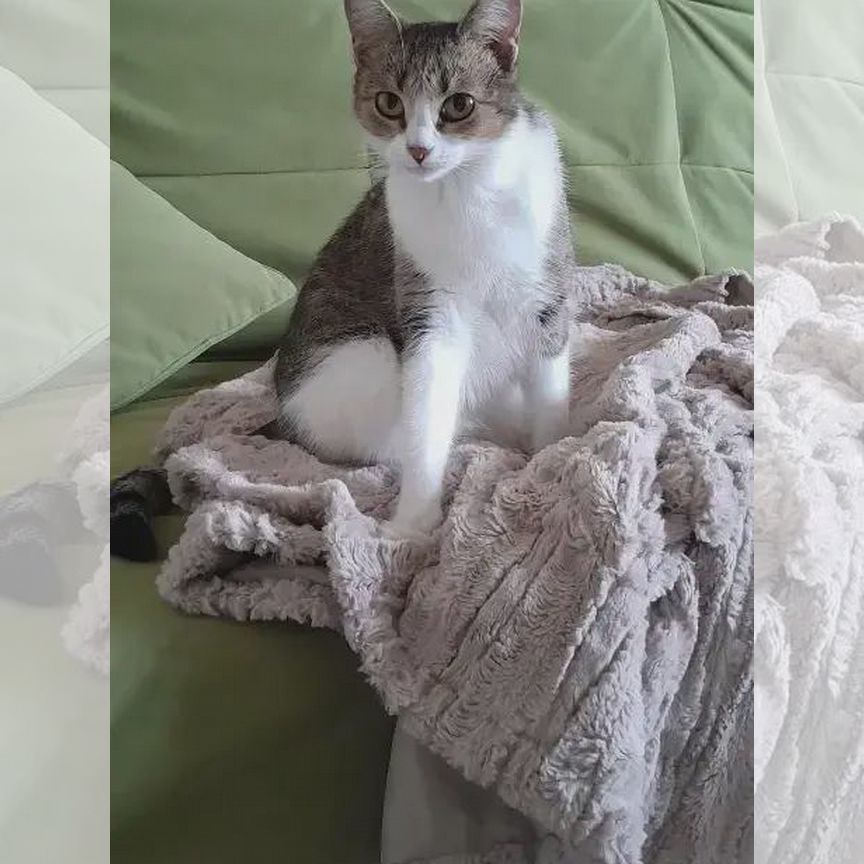 Котёнок в добрые руки