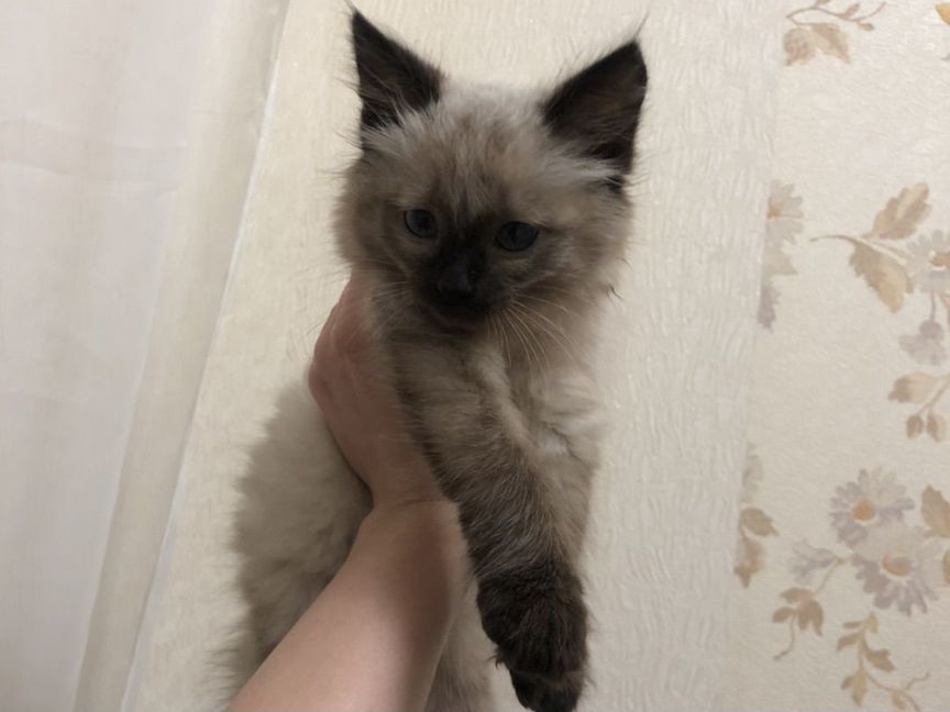 Тайская кошка