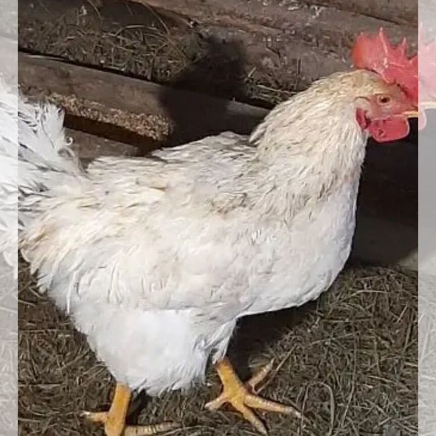 Домашние молодые петухи