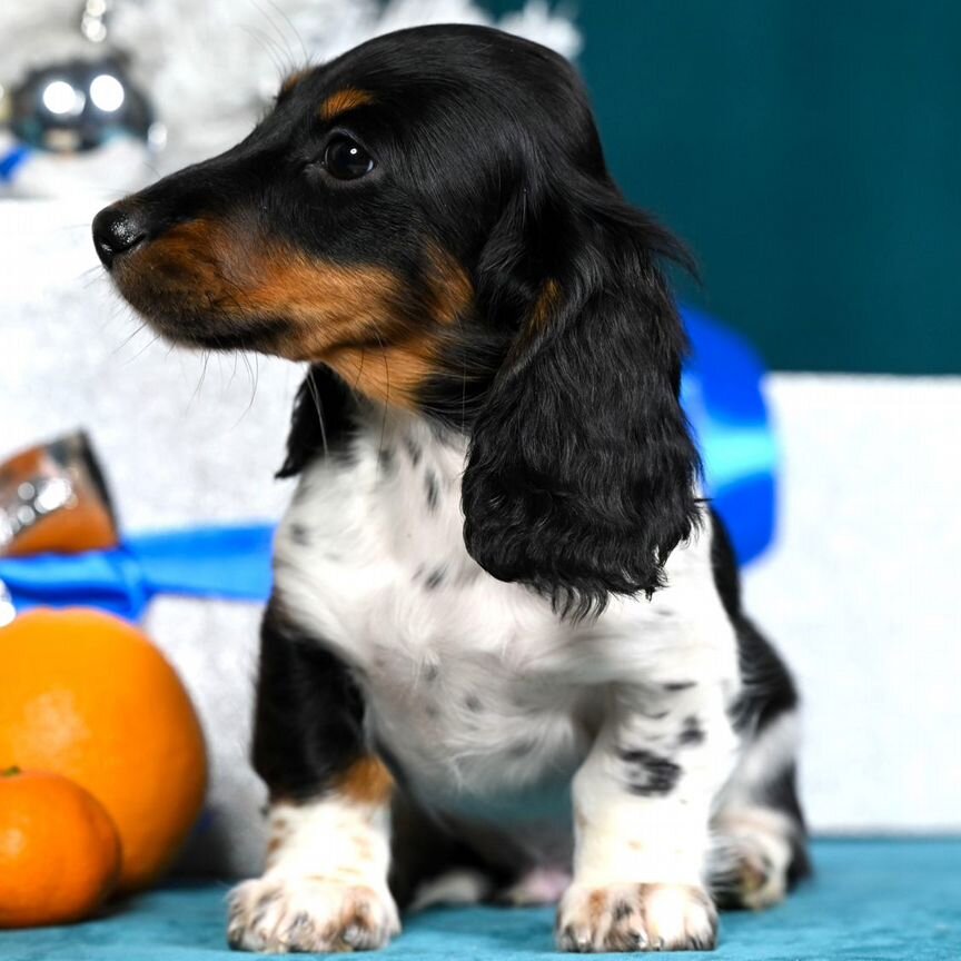 Карликовая такса, щенок