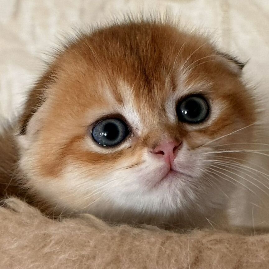 Шотландский вислоухий короткошёрстный котёнок