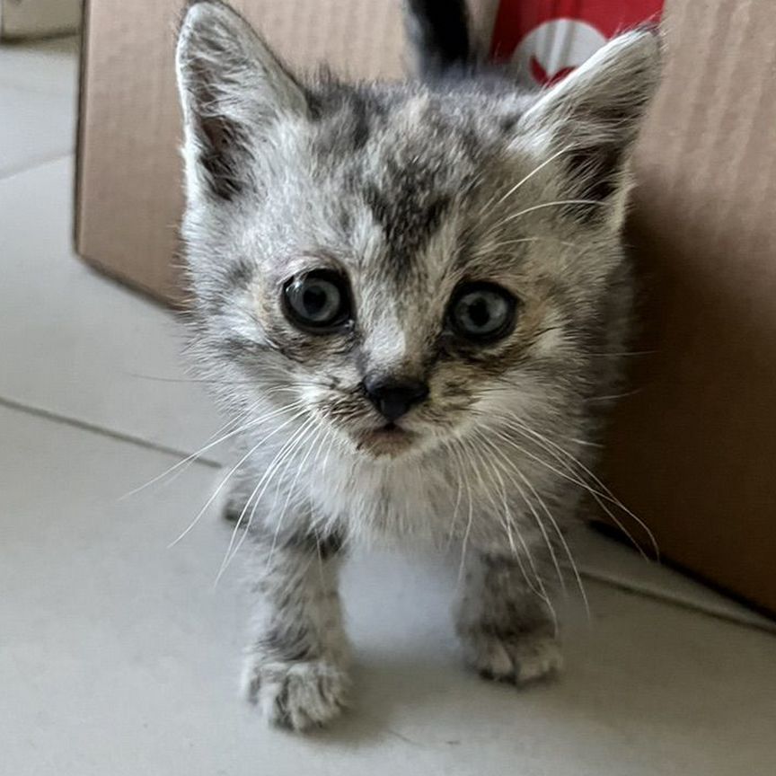 Помогите котенку