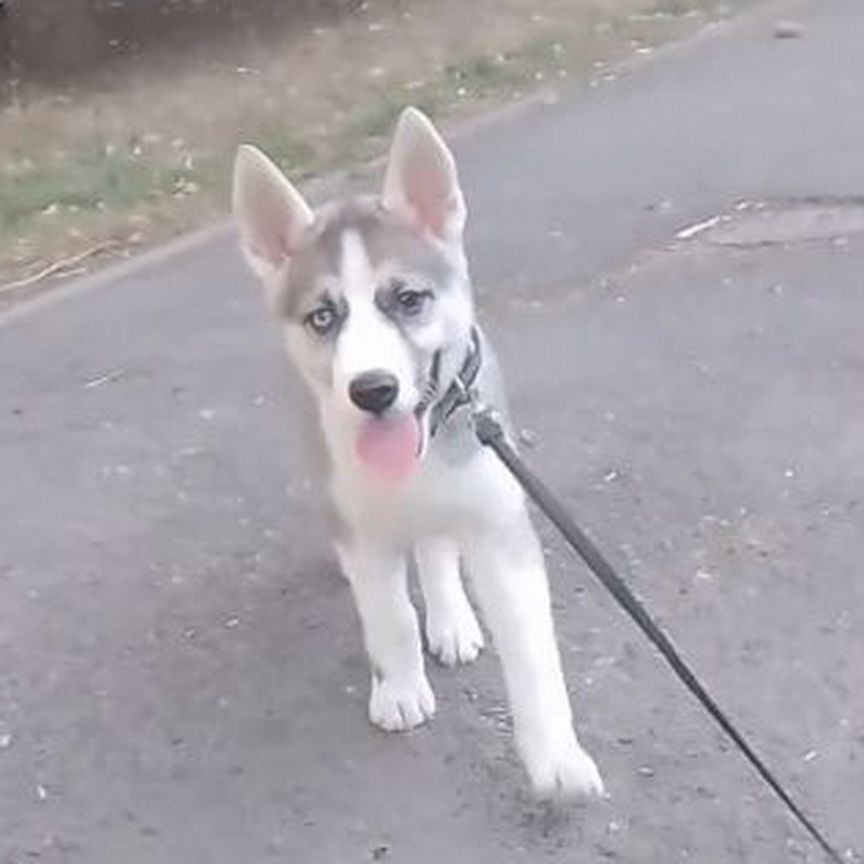 Хаски и собаки