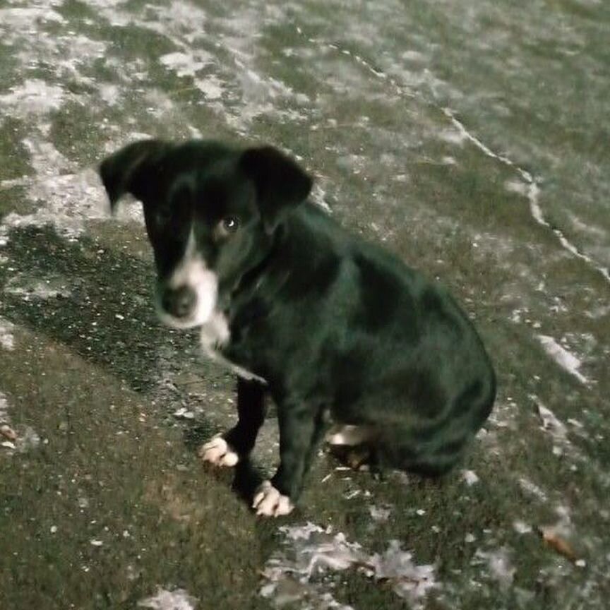 Взрослый пёс в добрые руки