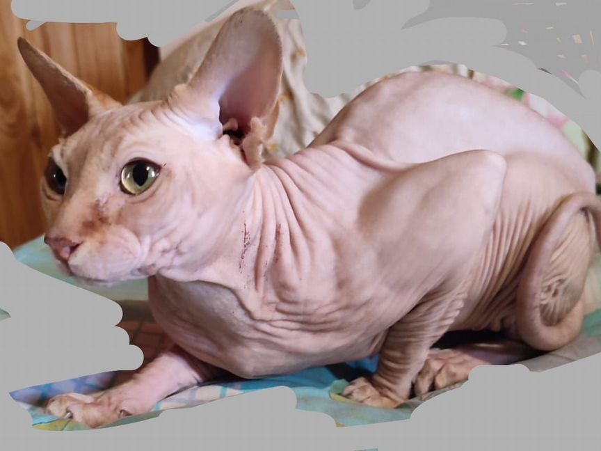 Донской сфинкс кот